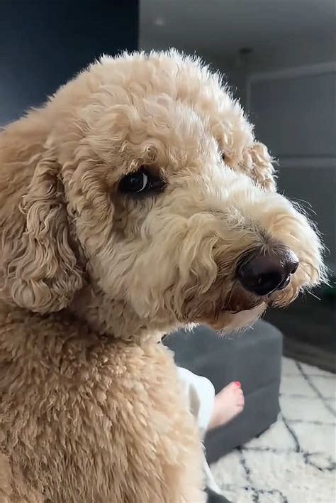 Dogs Hilarious Attitudes Towards Mom And Dad Tiktok