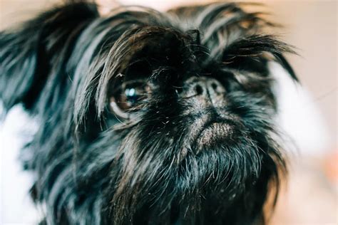 Brussels Griffons Zz Top Beard Makes Him Look Like He Drives A