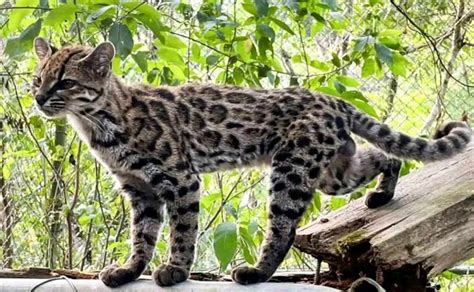 Meet The Tilcayo Why A 3 Pound Bolivian Cat Is The First New Feline