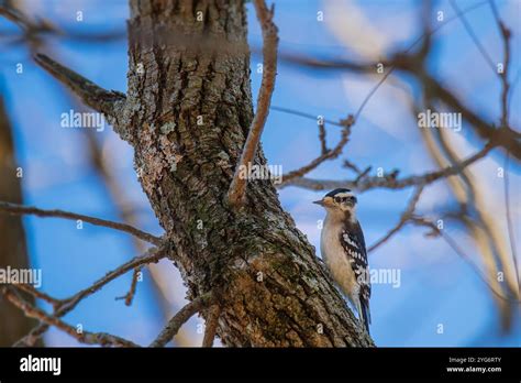 Female Downy Bird Hi Res Stock Photography And Images Alamy