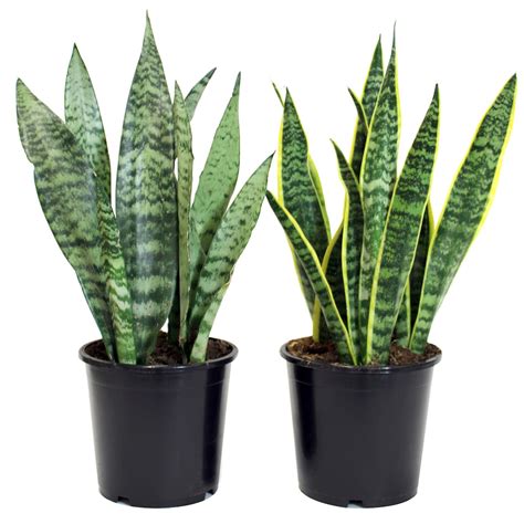 Foliera 17 Cm Sansevieria Trifasciata The Home Depot Canada