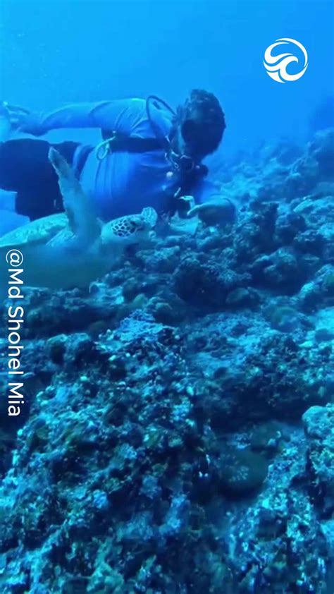 Diver Finds Unexpected Swimming Companion