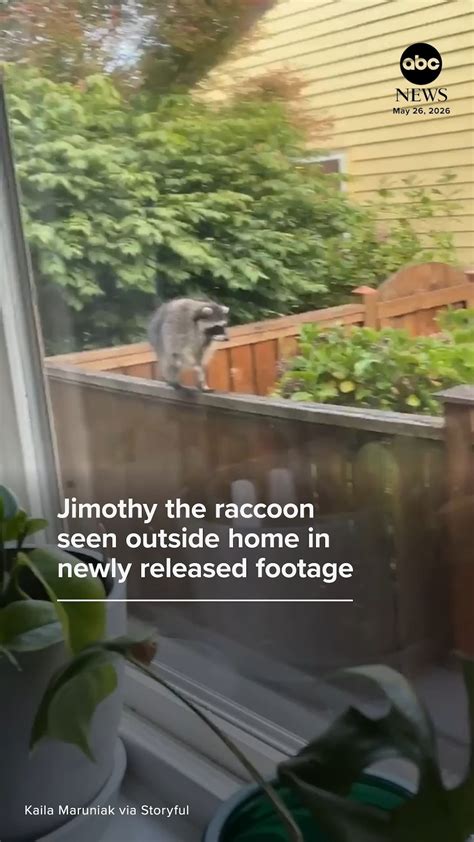 Video Jimothy The Raccoon Seen Outside Home In Newly Released Footage