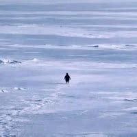 Nietzschean Penguin Price Today Penguin To Usd Live Price Marketcap