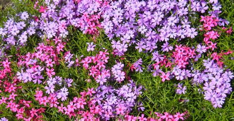 Fast Spreading Ohio Perennials That Wont Take Over Your Yard
