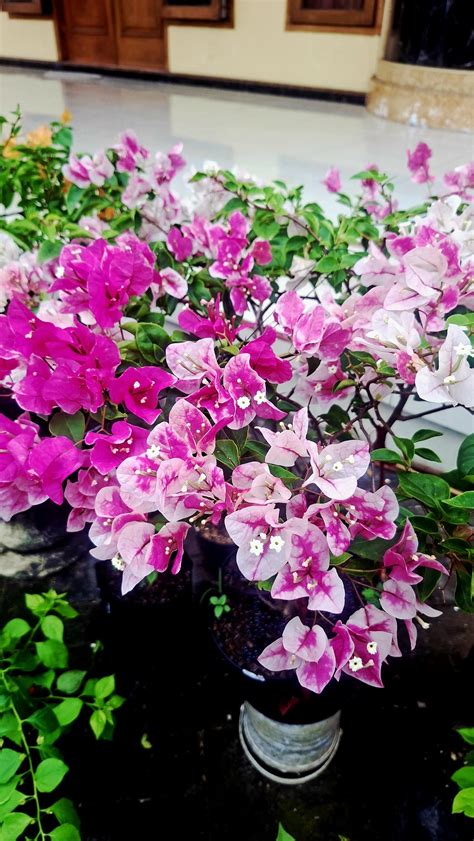 Bougainvillea 3color 🌳 ️ Bougainvillea Kebun Yawa