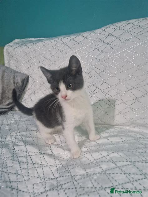 Friendly Kittens Looking For Loving Homes For Sale In Croydon Pets4homes
