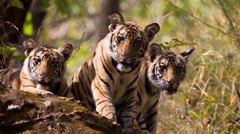 Three Tiger Cubs Die In Four Days At Kanha Reserve Raising Serious
