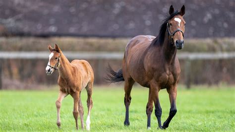 Even At This Early Stage Enables Foal Is Incredibly Independent And