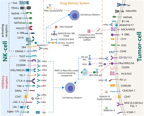 Frontiers T Cells Nk Cells And Tumor Associated Macrophages In