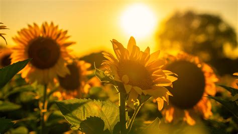 „mlado Sunce Donosi Pjesme Koje Prate čitatelja U Trenucima Duhovne