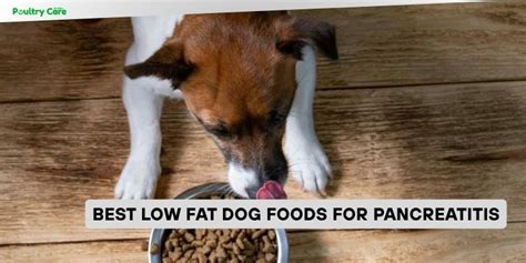 Our 8 Best Low Fat Dog Foods For Pancreatitis Of 2026 Poultry Care
