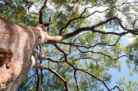 125 Year Perpetuity Period For Queensland Trusts Acis
