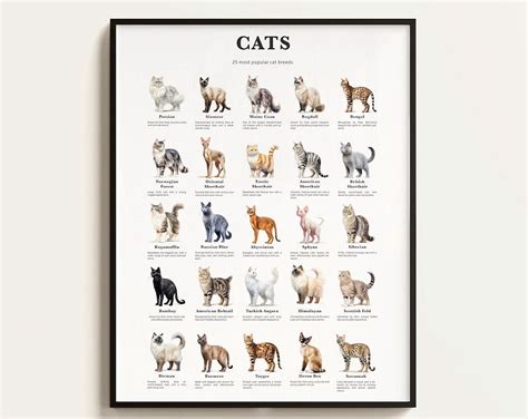 25 Popular Cat Breeds Poster Infographics Lover Living Room And