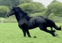 Running Horse S Tenor