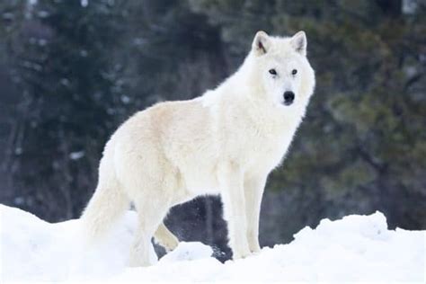Wolf Animal Facts Canis Lupus A Z Animals