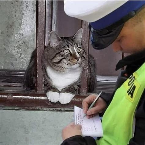 31 Purr Fectly Hilarious Cat Memes That Are The Cats Meow I Can Has