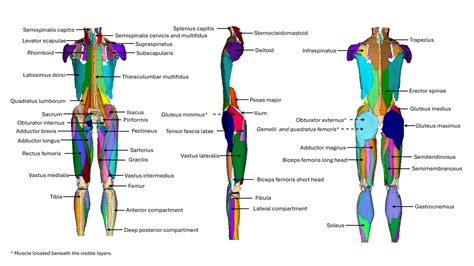 Musclemap Whole Body Muscle Segmentation