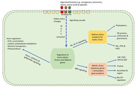 Biostimulant Properties Of Seaweed Extracts In Plants Implications