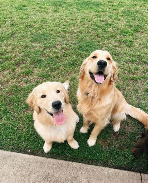 These Golden Retriever Names Capture Their Playful Spirit And Heart Of Gold