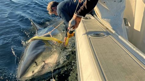 Biggest Ever Great White Surfaces Just Off Florida Tourist Hotspot