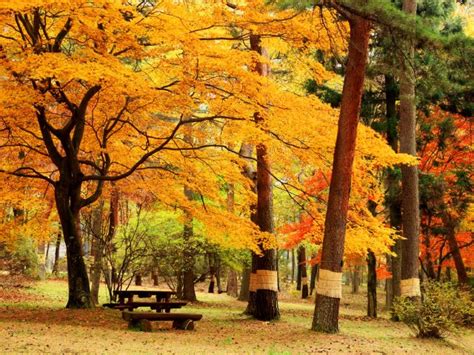 Akagi Nature Park Autumn Foliage Eveco Events In Japan