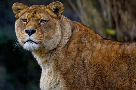 Page 3 20 000 Free Black Lion And Lion Photos Pixabay