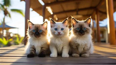 Which Cat Breed Is Most Friendly