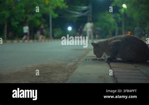 Cat Eating Dry Food Beside Park Pathway At Night With Blurred People