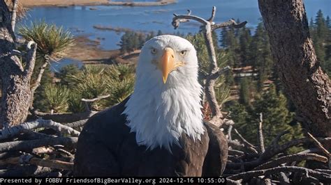 Looking For Official Jackie Merch Wildlife Center That Cared For Bald