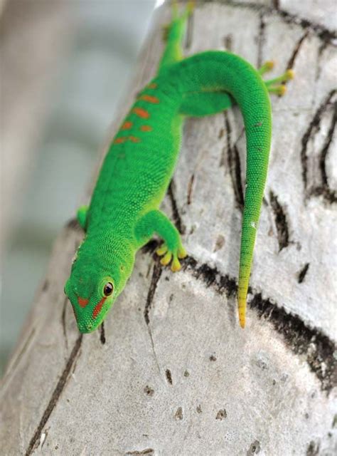Gecko Species Diet And Facts Britannica