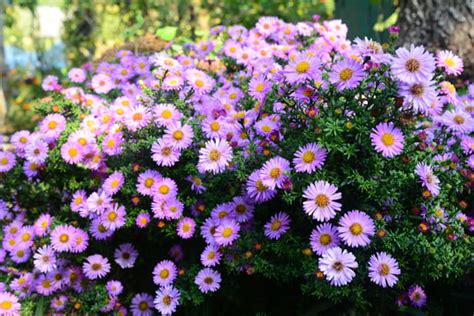 Les Jardiniers Ladorent Cette Fleur Peut Fleurir Jusquà Novembre
