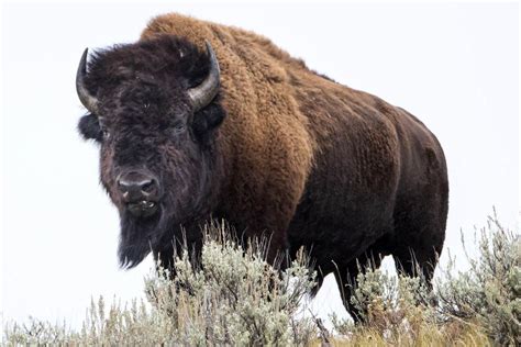 Massive Bison Tosses Grandfather Several Feet Into The Air At Yellowstone