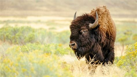 Wild Bison Headbutting Video Is A Must Watch Crazy Nature Moment Now