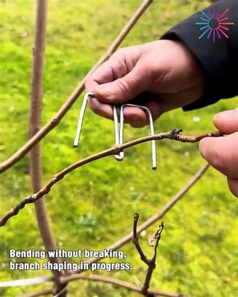 Training Branches For The Perfect Shape 🍃 Video Dailymotion