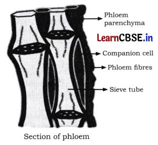 Tissues In Action Class 9 Extra Questions And Answers Science Chapter 3