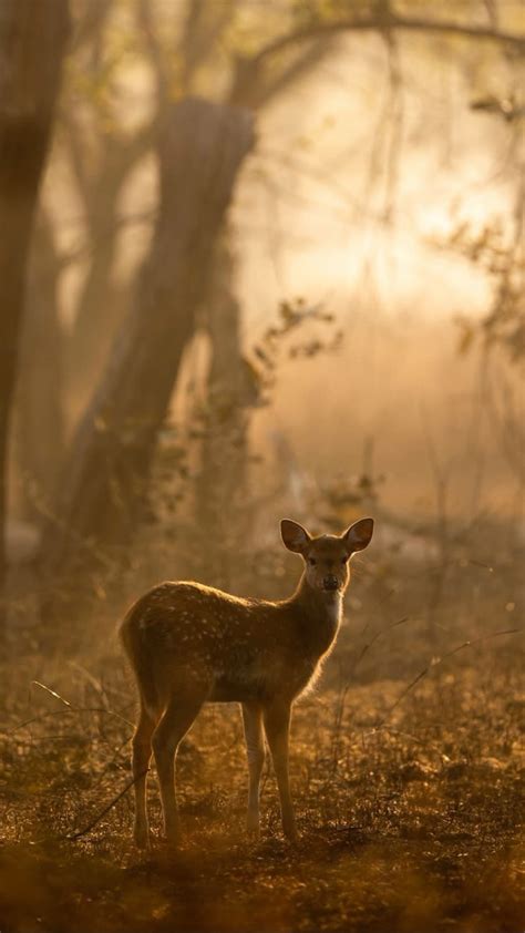 Golden Hour Deer Wildlife Photography