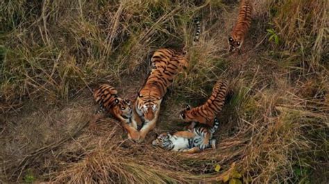 Tiger Island Part One A Mother Tigers Desperate Search For Her Cub