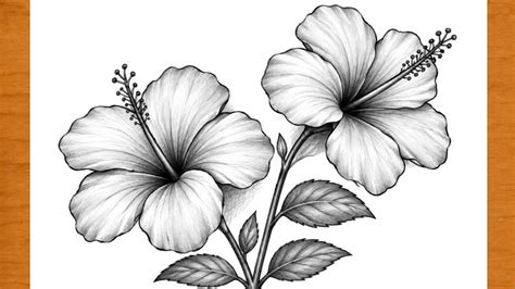 Hibiscus Flower Drawing With Pencil Shading Easy Flower Drawing Step