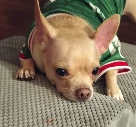 Masaje 😬🐾💜 Chihuahualife Bebey Chihuahua