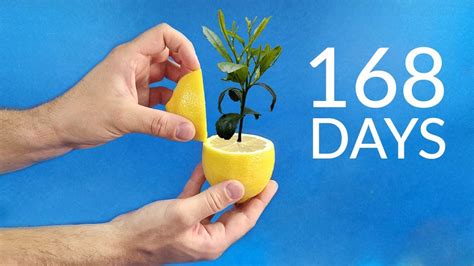 Lemon Tree