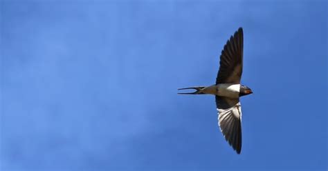 Community Science Takes Center Stage On World Migratory Bird Day