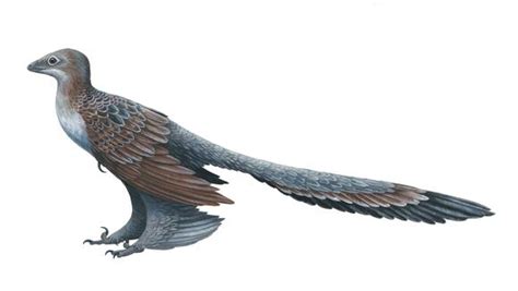 6 Dinosaurs That Could Glide Or Fly Newsbreak