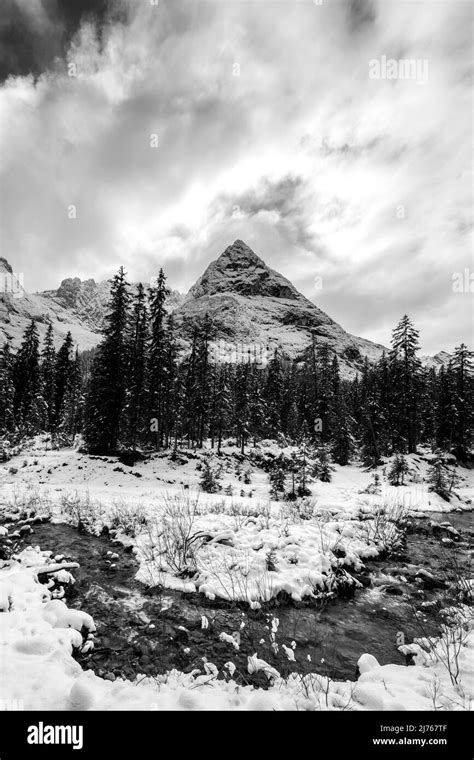 Stream In Forest Flowing Black And White Stock Photos Images Alamy