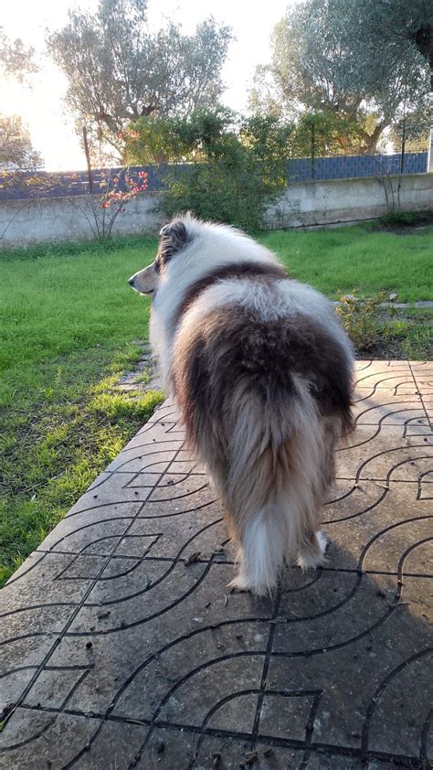 Rough Collie Facebook