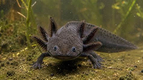 World Cup 2026 The Axolotl The World Cup Figure Fighting Against