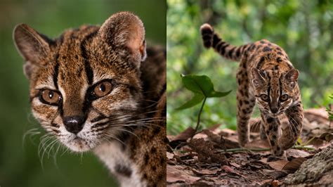 The First New Wild Cat Species Discovered In Over 100 Years Nobody