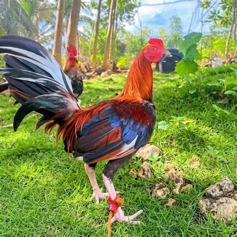Stb Black Fb Stb Exotic Gamefowl Breeder