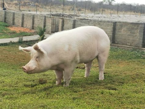 Haloli Piggery · Number 2 Piggeries