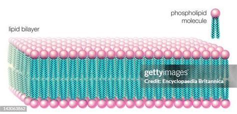 Single Phospholipid Molecule